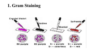 Tests in Microbiology Lab - Microbiology for Lab Technicians | PPT