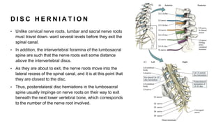 [3] The Back and ANS.pptx