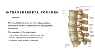 [3] The Back and ANS.pptx