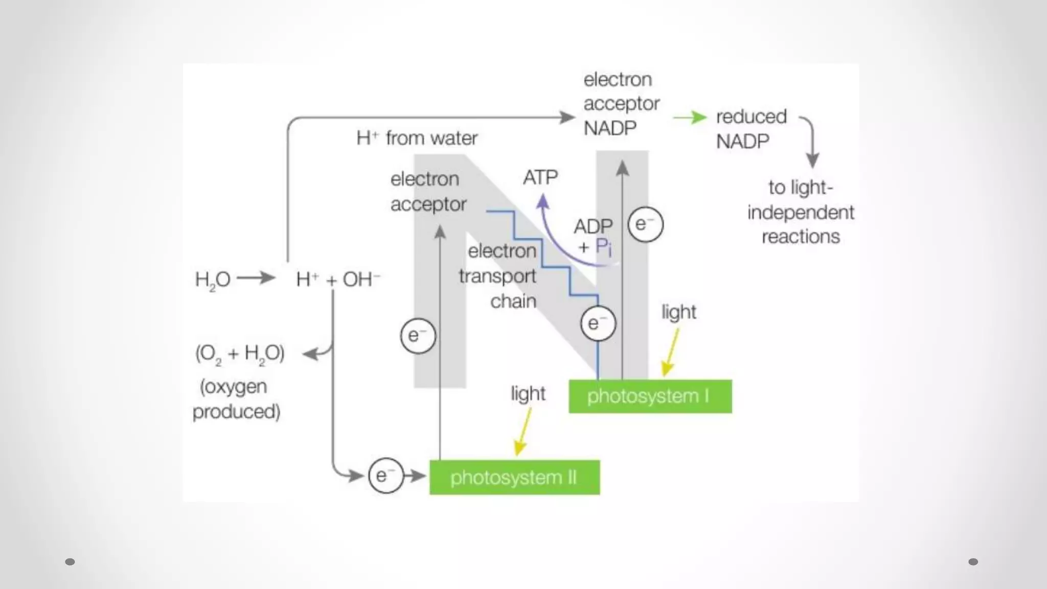 A level Biology-The biochemistry of photosynthesis | PPTX
