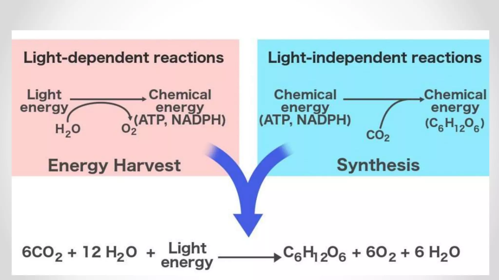 A level Biology-The biochemistry of photosynthesis | PPTX