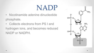 A level Biology-The biochemistry of photosynthesis | PPTX