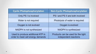 A level Biology-The biochemistry of photosynthesis | PPTX