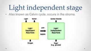 A level Biology-The biochemistry of photosynthesis | PPTX