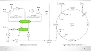 A level Biology-The biochemistry of photosynthesis | PPTX