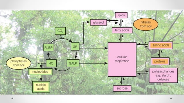 A level Biology-The biochemistry of photosynthesis | PPTX | Chemistry ...