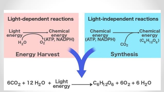 A level Biology-The biochemistry of photosynthesis | PPTX | Chemistry ...