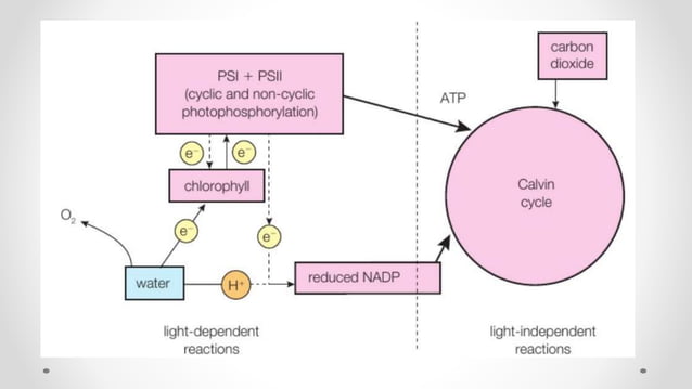 A level Biology-The biochemistry of photosynthesis | PPTX | Chemistry ...