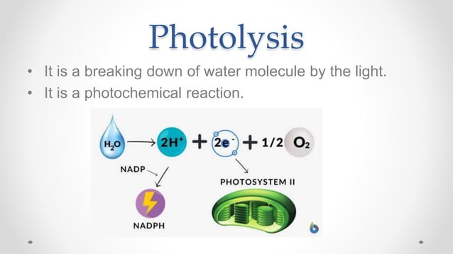 A level Biology-The biochemistry of photosynthesis | PPTX | Chemistry ...