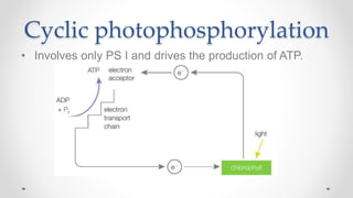 A level Biology-The biochemistry of photosynthesis | PPTX