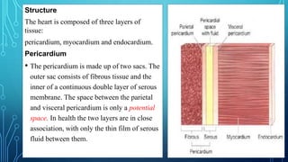 The cardiovascular system.ppsx