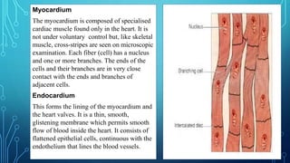 The cardiovascular system.ppsx