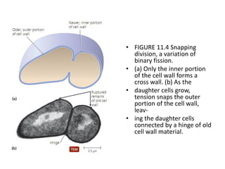 3 the prokaryotic cell | PPT