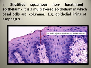 Tissue Types & Structures and functions | PPT