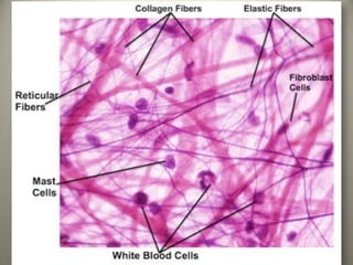 Tissue Types & Structures and functions | PPT
