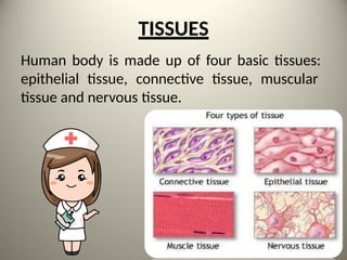Tissue Types & Structures and functions | PPT