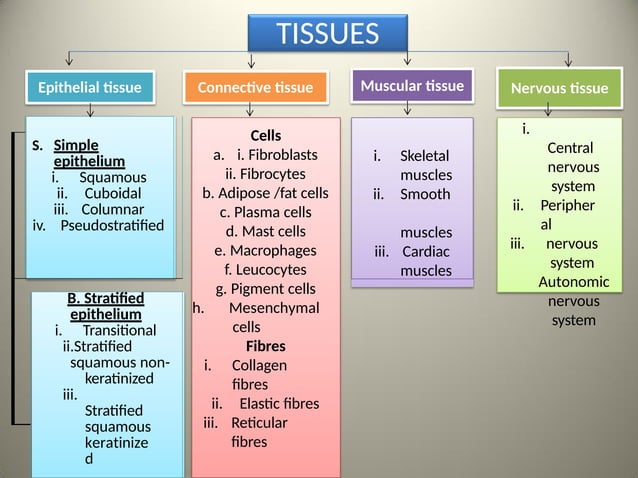 Tissue Types & Structures and functions | PPT