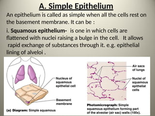 Tissue Types & Structures and functions | PPT