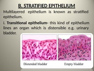 Tissue Types & Structures and functions | PPT