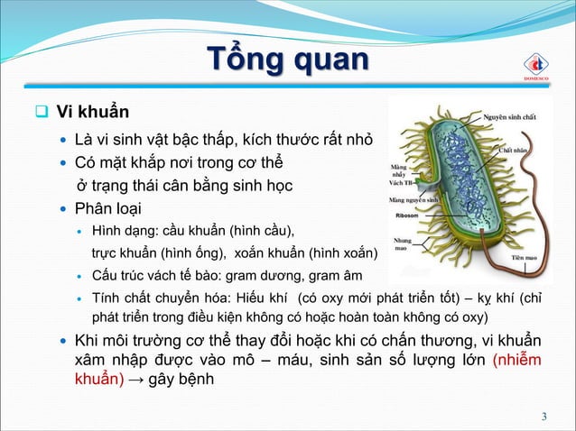 3 thuoc chong nhiem khuan penicillin | PDF
