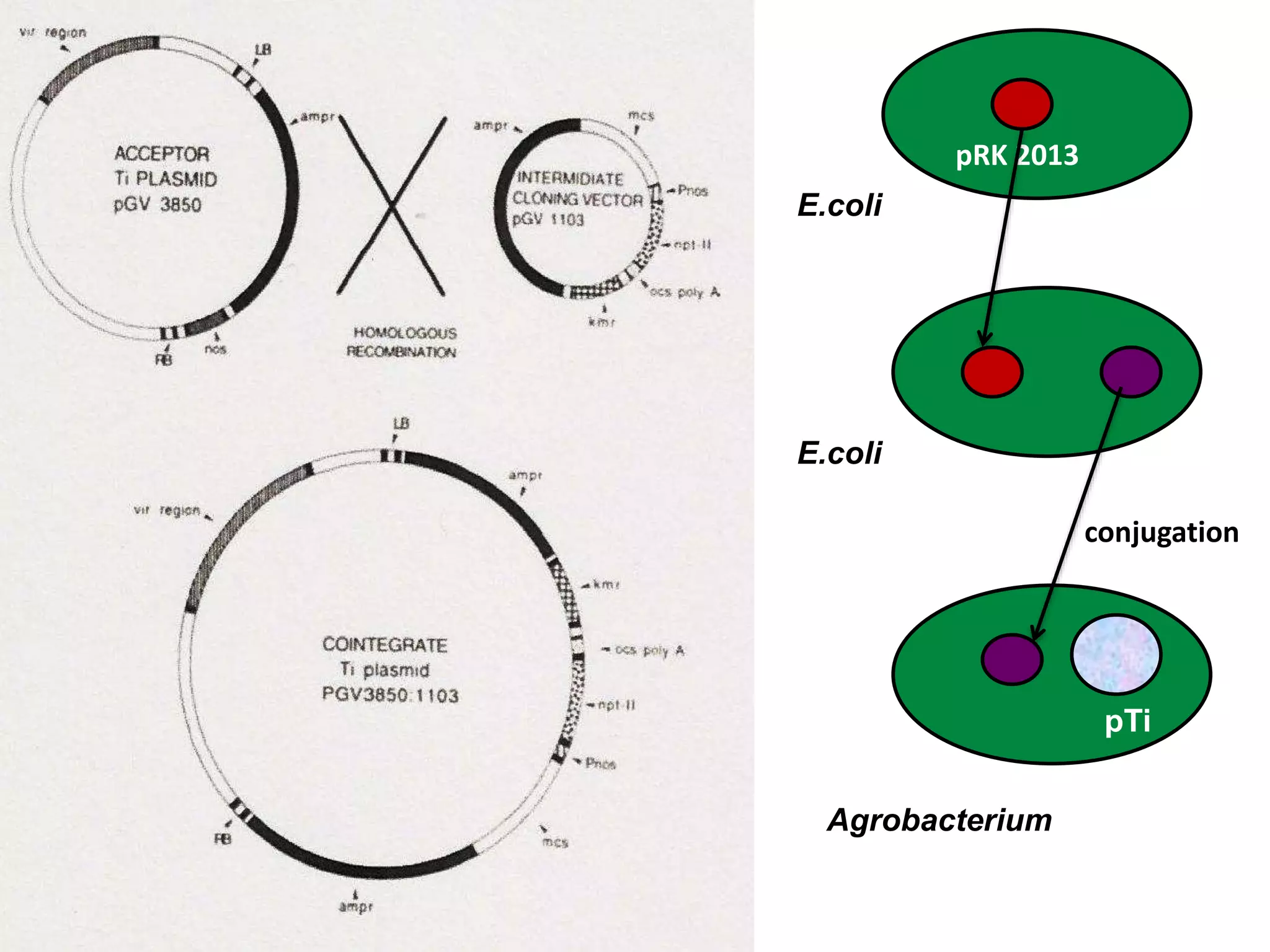 Ti plasmid as a vector, | PPTX