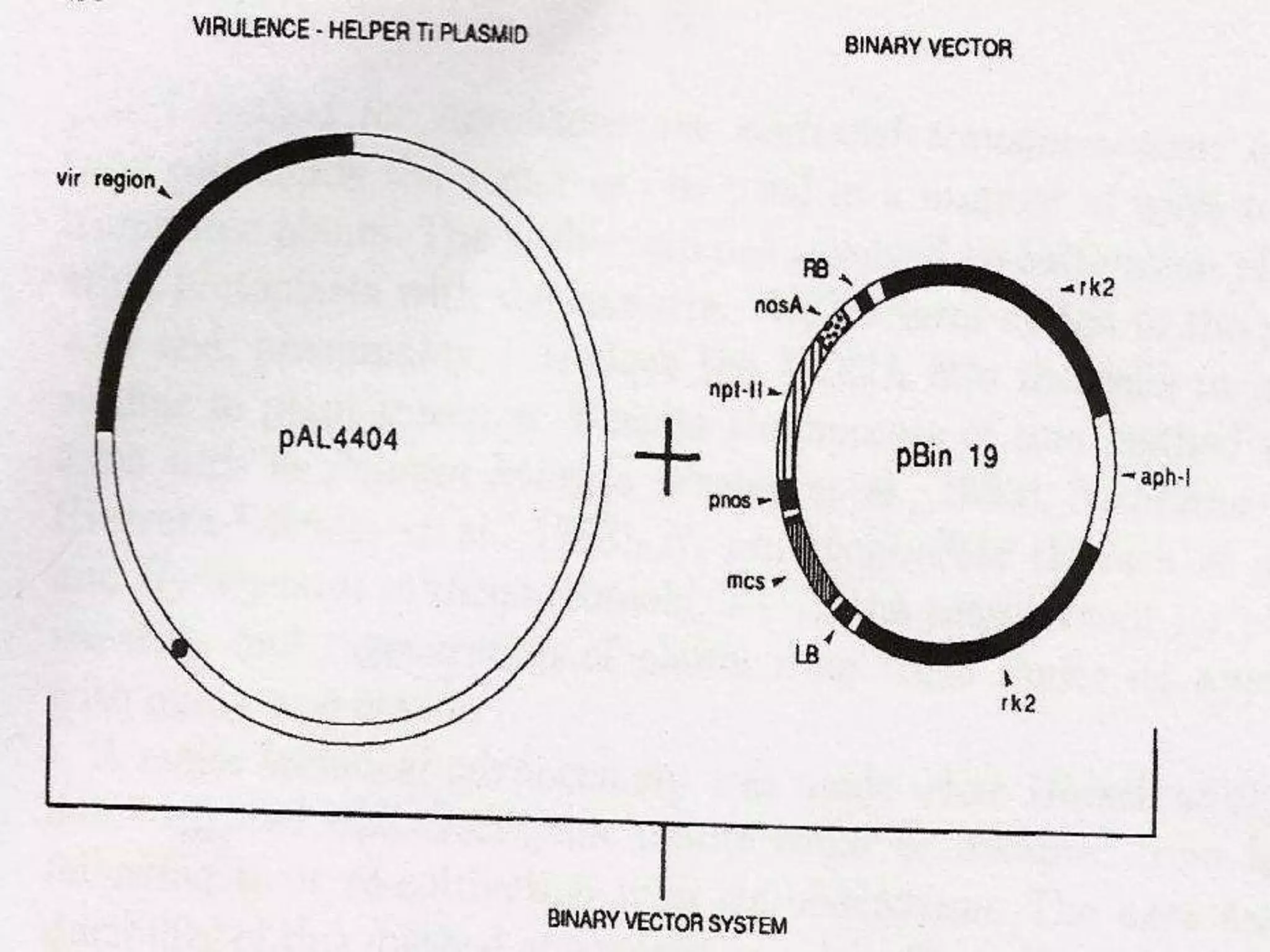 Ti plasmid as a vector, | PPTX