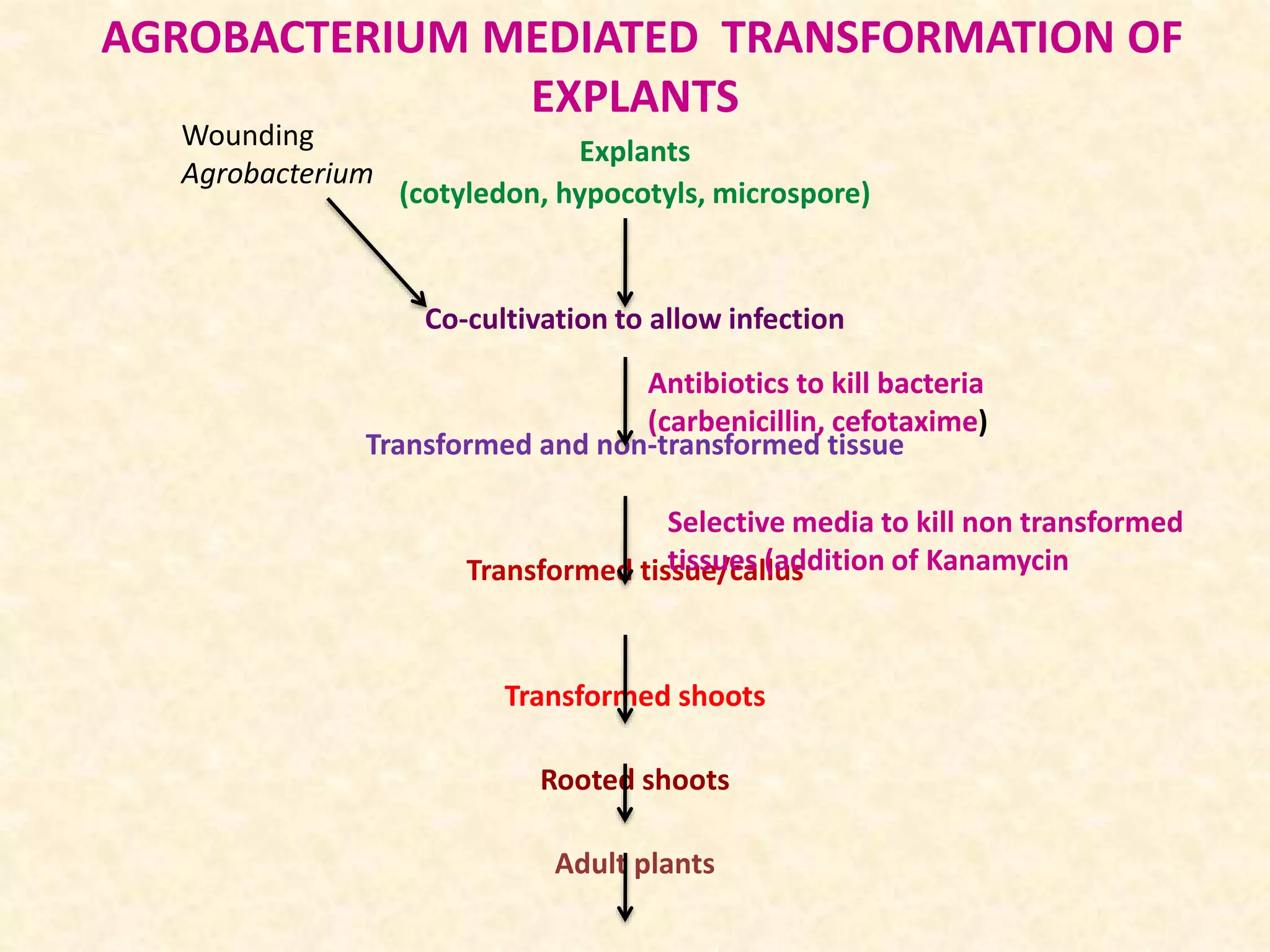 Ti plasmid as a vector, | PPTX