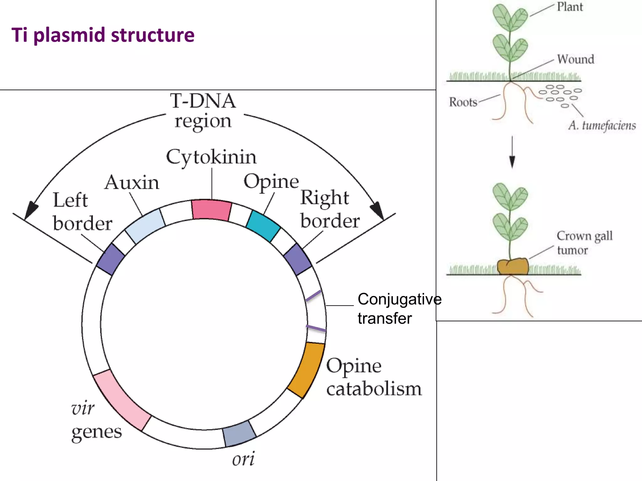 Ti plasmid as a vector, | PPTX