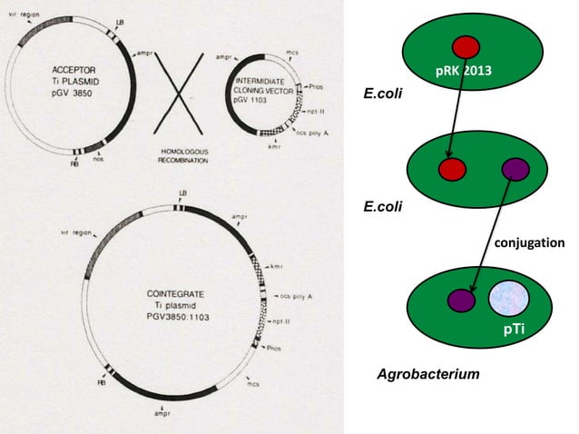 Ti plasmid as a vector, | PPTX | Biotech and Biomedical Industry ...