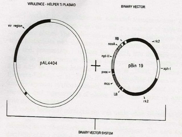 Ti plasmid as a vector, | PPTX | Biotech and Biomedical Industry ...