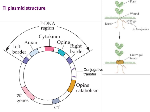 Ti plasmid as a vector, | PPTX | Biotech and Biomedical Industry | Industries