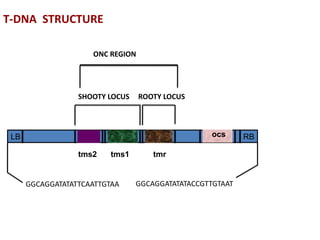 Ti plasmid as a vector, | PPTX