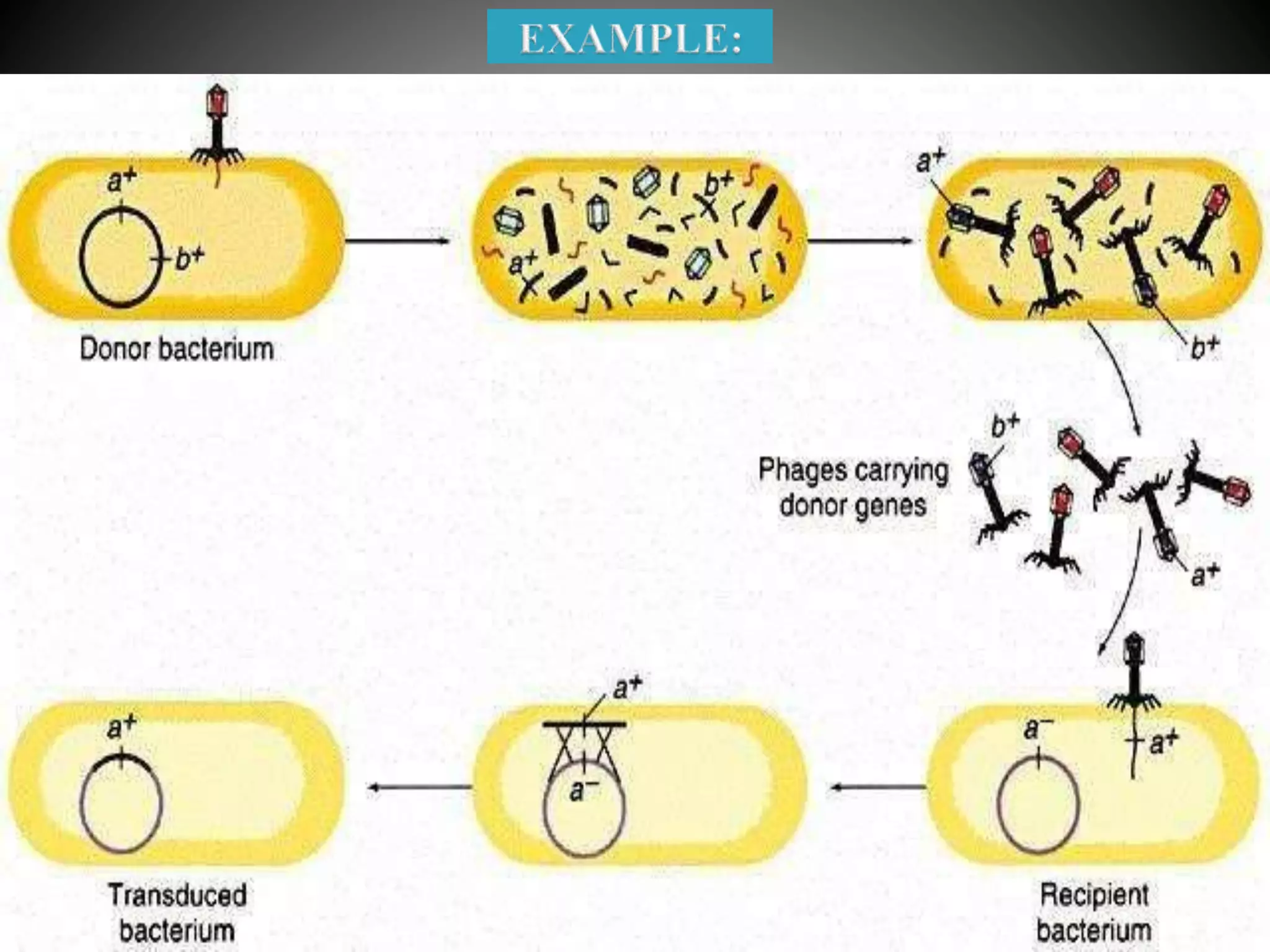 Transduction | PPTX