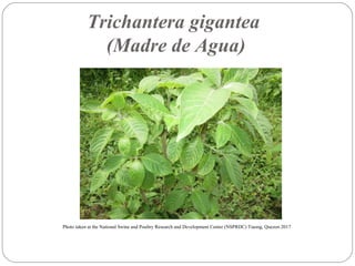 Native Pig Raising Using Madre de Agua (Trichantera gigantea) as an ...
