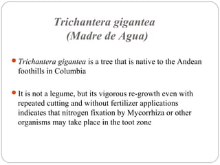 Native Pig Raising Using Madre de Agua (Trichantera gigantea) as an ...