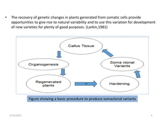 Somaclonal_and_gametoclonal_varition_for_crop_improvement.pptx
