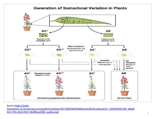 Somaclonal_and_gametoclonal_varition_for_crop_improvement.pptx