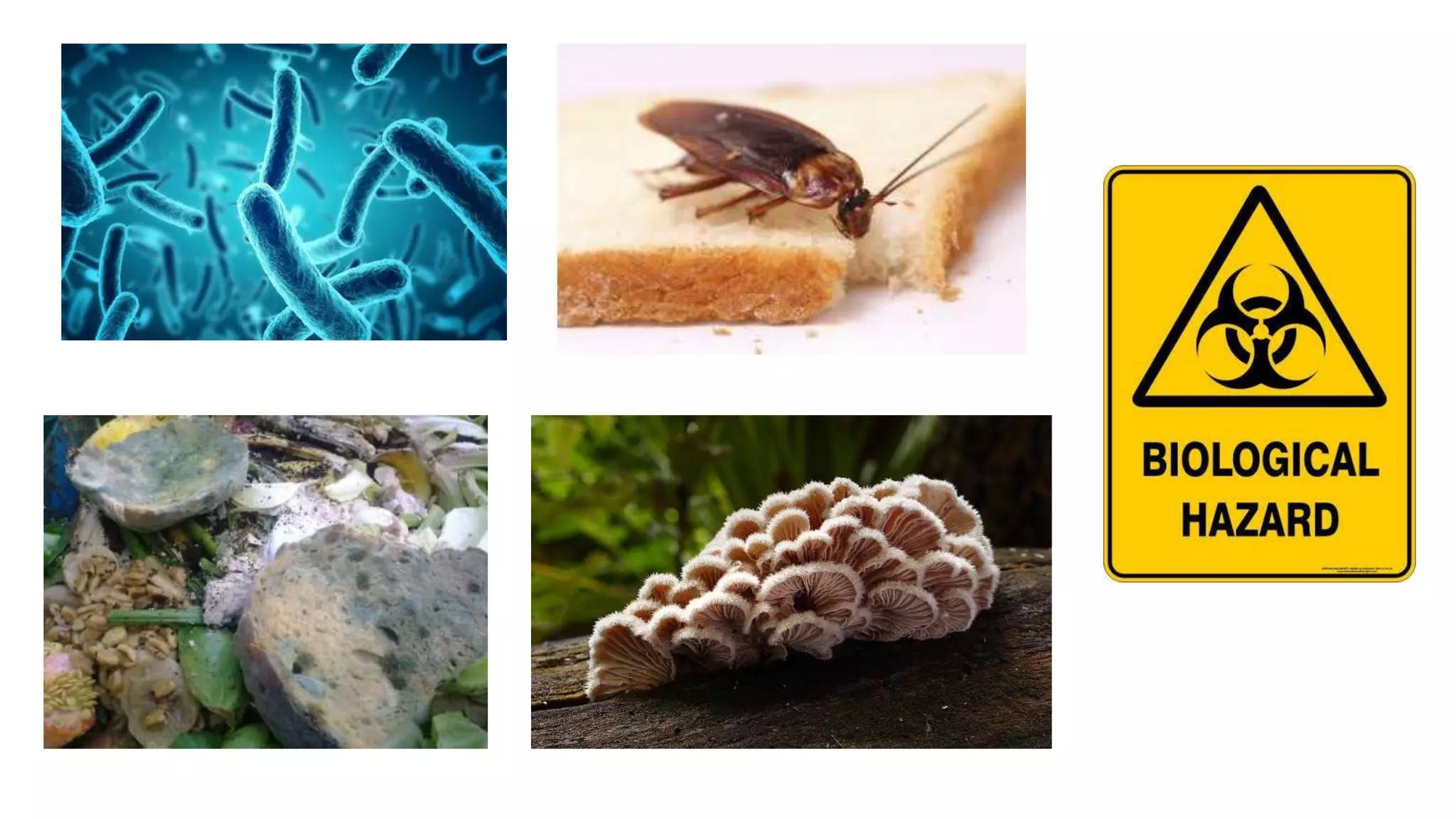 Types of hazards | PPTX