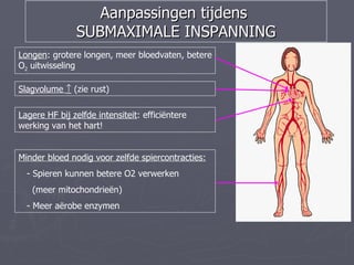 3 uithoudingsvermogen les1 | PPT