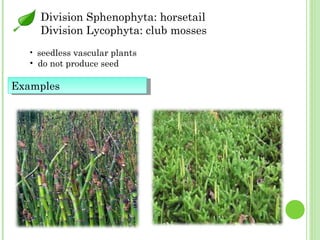 3 ustclsputaxonomy | PPT