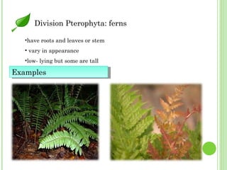 3 ustclsputaxonomy | PPT