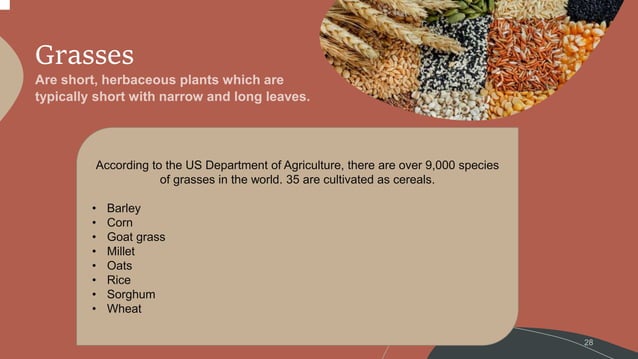 Grains_Grasses_and_Legumes.pptx