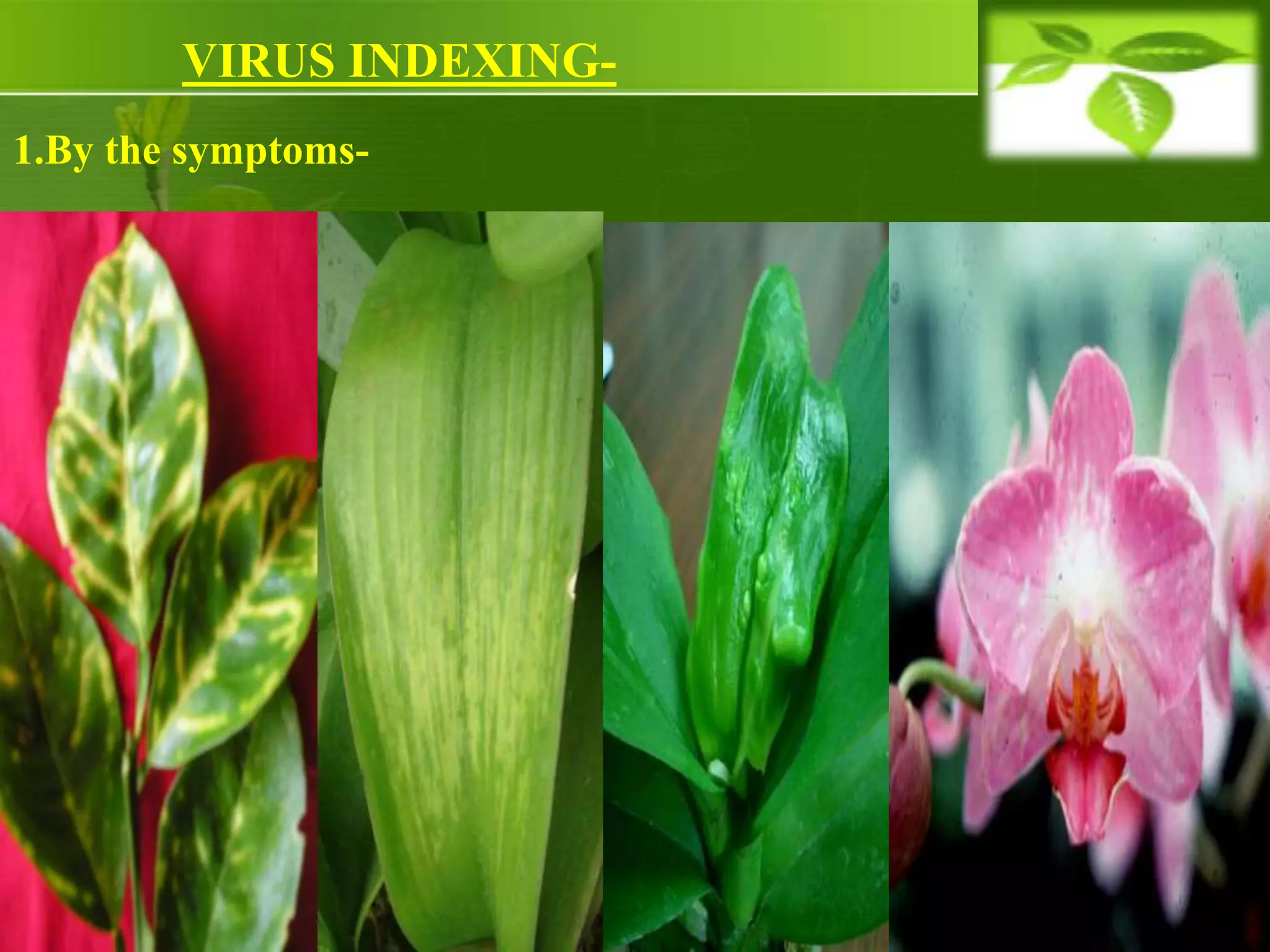 Virus free plants | PPT