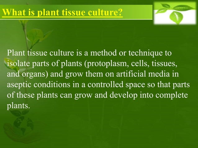 Virus free plants | PPT
