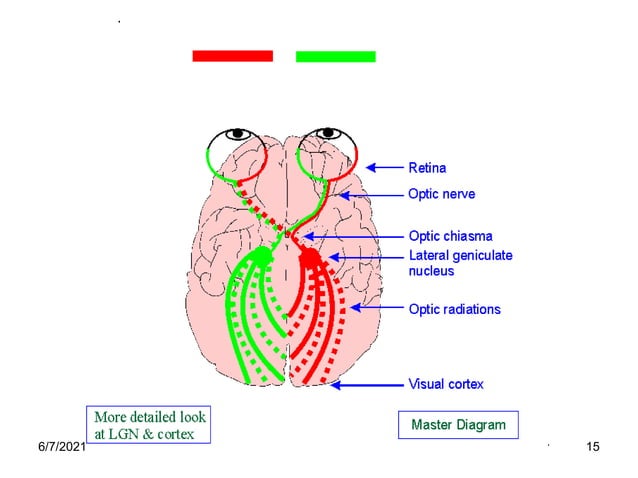Visual Pathways Anatomy of human eye and anatomy.pdf