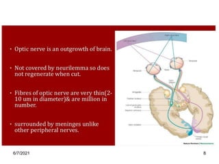 Visual Pathways Anatomy of human eye and anatomy.pdf