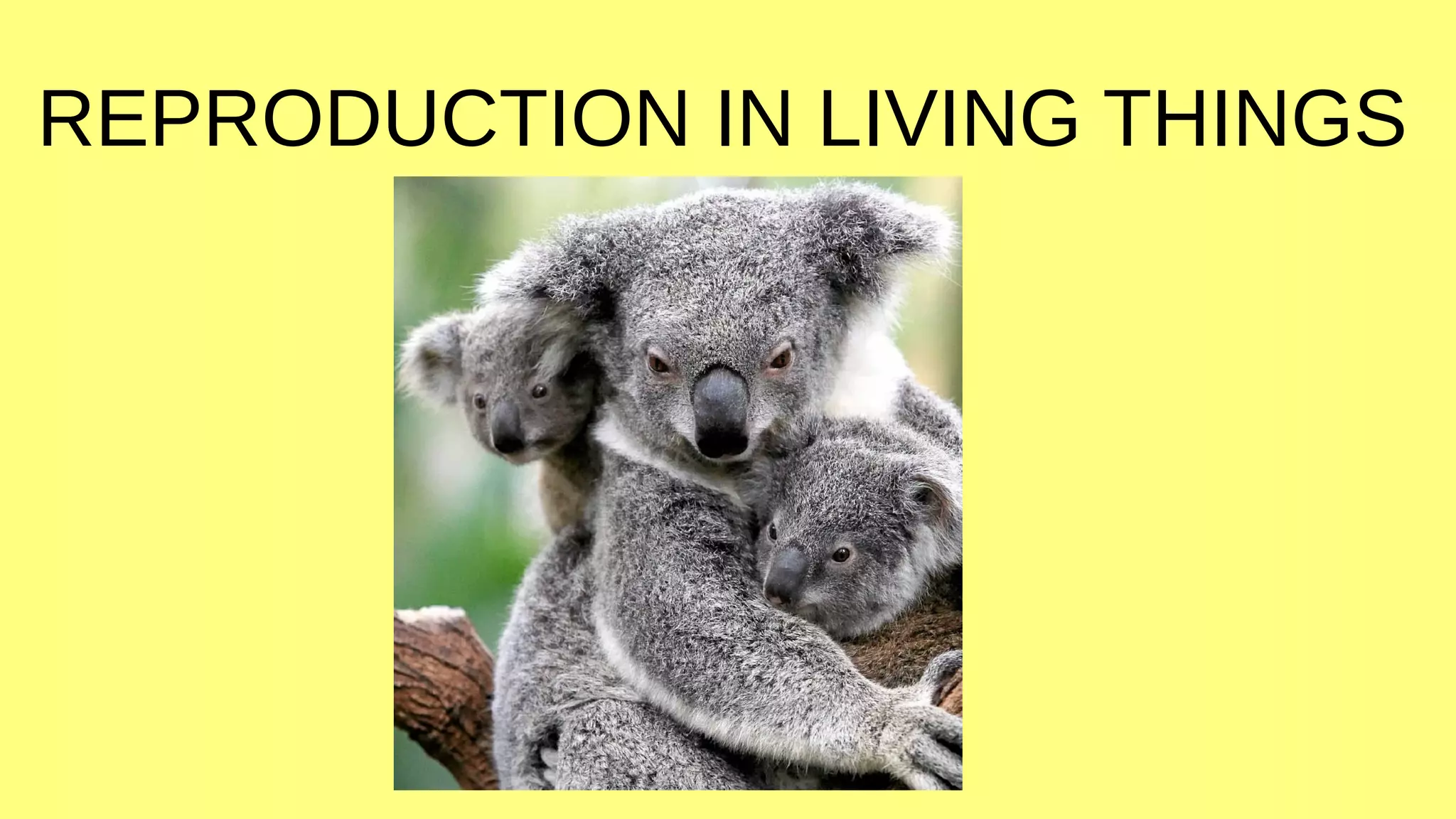 3 vital functions: reproduction | PDF | Reproductive Health | Diseases ...