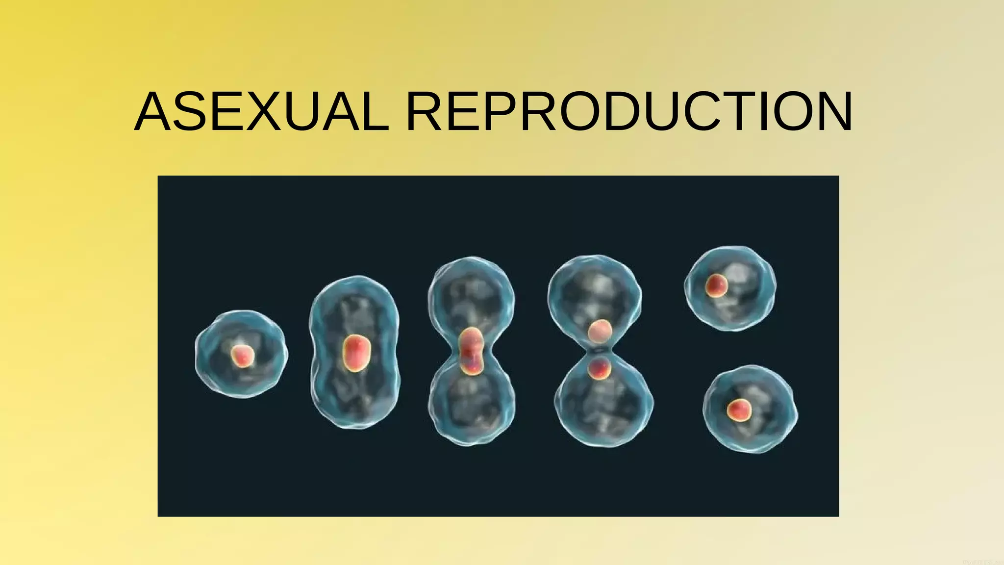 3 vital functions: reproduction | PDF | Reproductive Health | Diseases ...