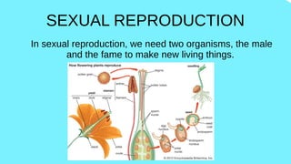 3 vital functions: reproduction | PDF | Reproductive Health | Diseases ...
