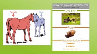 3 vital functions: reproduction | PDF | Reproductive Health | Diseases ...